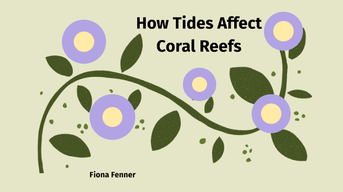 How Tides Affect Coral Reefs (Fiona Fenner, 1A) by FIONA FENNER on Prezi