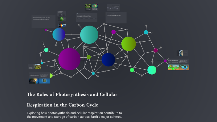 The Roles of Photosynthesis and Cellular Respiration in the Carbon ...