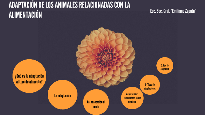 ADAPTACIÓN DE LOS ANIMALES RELACIONADAS CON LA ALIMENTACIÓN by Maritza ...