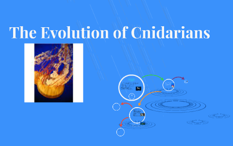 The Evolution of Cnidarians by Haley Doell on Prezi