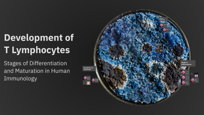Development of T Lymphocytes by Z M on Prezi