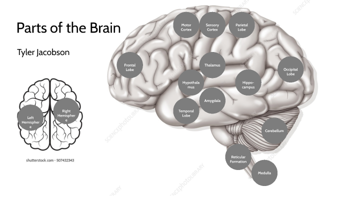 Psychology Brain Project by Tyler Jacobson on Prezi