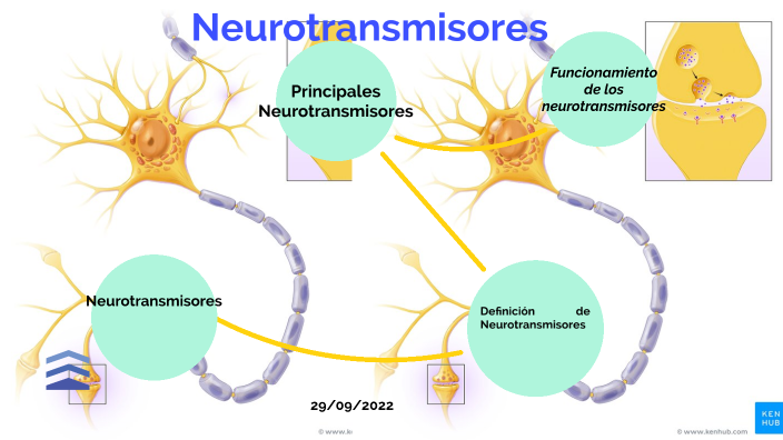 Neurotransmisores by Elizabeth Ramírez on Prezi