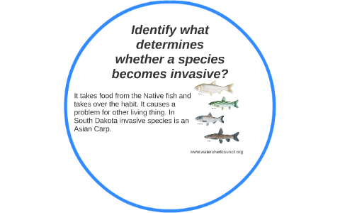Identify what determines whether a species becomes invasive by Blake ...