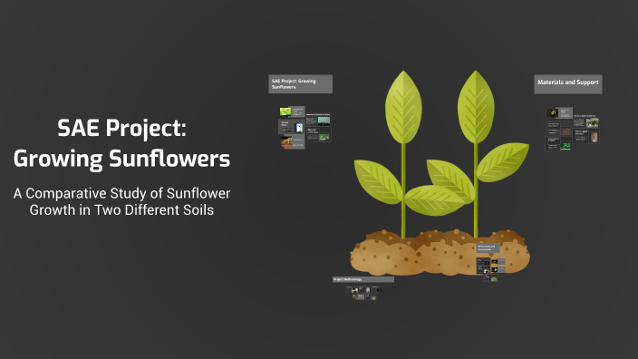 SAE Project: Growing Sunflowers by travell dorsey on Prezi