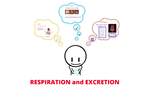 Chapter 17 Respiration and Excretion by Joshua Piquion on Prezi