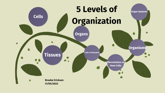 Levels of Organization by Brooke Erickson on Prezi