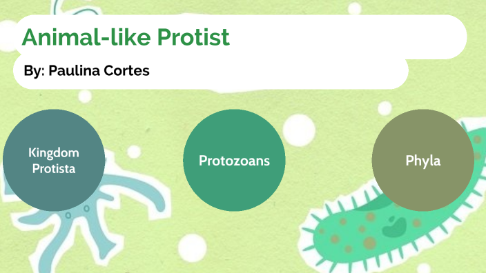 Animal-like Protist by Maria Paulina Cortes Arango on Prezi