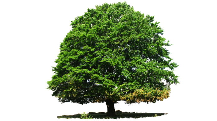 Family tree by Danielle Gameiro dos Santos on Prezi