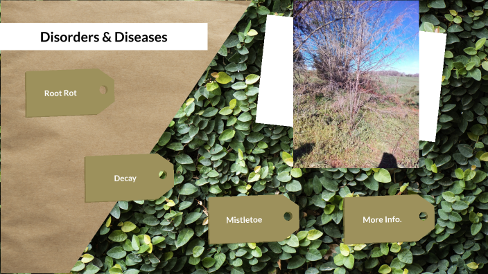 Diseases And Disorders Hunt by Ryan Bratcher on Prezi