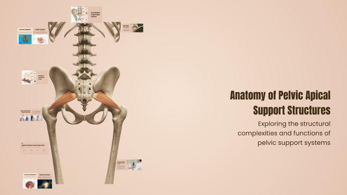 Anatomy of Pelvic Apical Support Structures by saima rani on Prezi