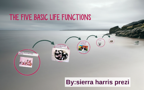 THE FIVE BASIC LIFE FUNCTIONS by REBECCA BAGGETT on Prezi