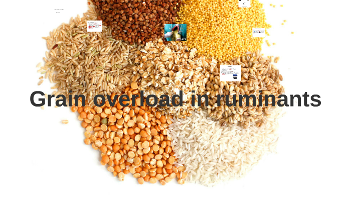 Grain overload in ruminants by kasey elder on Prezi