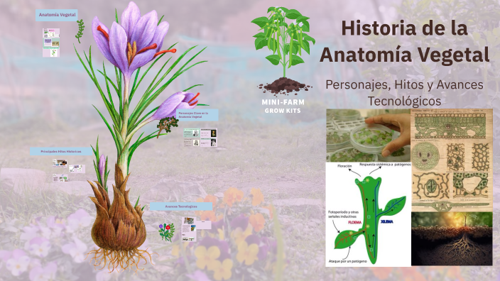 Historia de la Anatomía Vegetal by Erick Rodas on Prezi