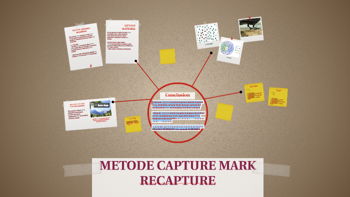 METODE CAPTURE MARK RECAPTURE by Kevin Simarmata on Prezi