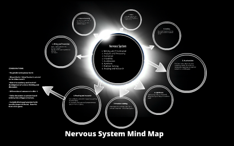 Nervous System Mind Map by Christiaan Hunt on Prezi