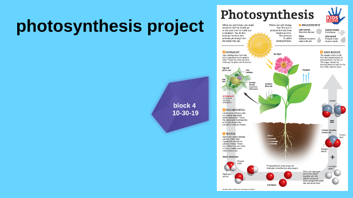 photosynthesis project by Darran x on Prezi