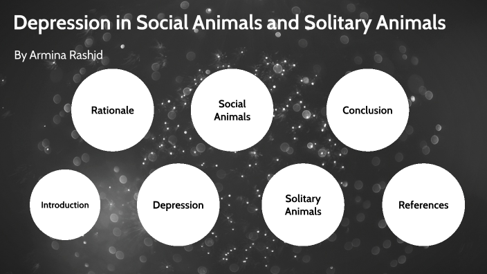 Depression in Social Animals and Solitary Animals by Armina Rashid on Prezi