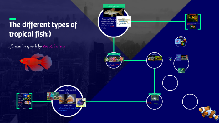 The different types of tropical fish:) by zoe robertson on Prezi