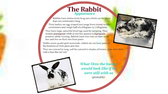 VFM final lab presentation - rabbit by Sarah Blackwell on Prezi
