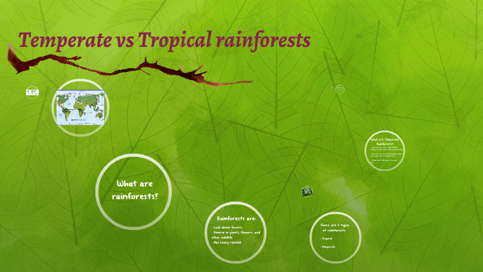 The different types of rainforests by Kayla Scott on Prezi