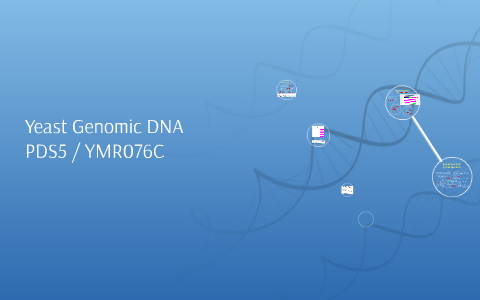 Yeast Genomic DNA by on Prezi