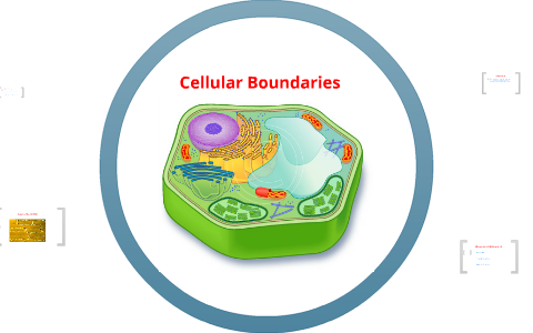 Cellular Boundaries by Buddy Jr. on Prezi