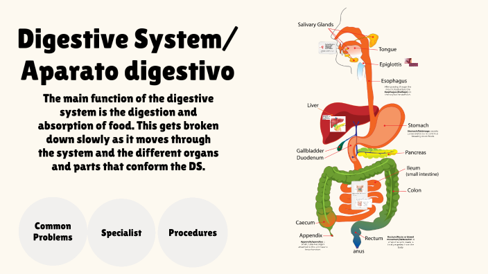 Digestive system by Angela Cristancho on Prezi