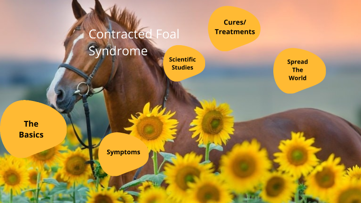 Contracted Foal Syndrome by Cheyenne Messersmith on Prezi