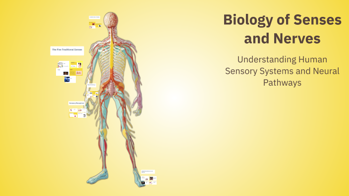 Biology of Senses and Nerves by Mathilde Kjøller-Hansen on Prezi