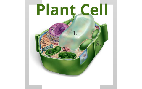 Plant Cell Anatomy by Nick Nelson on Prezi