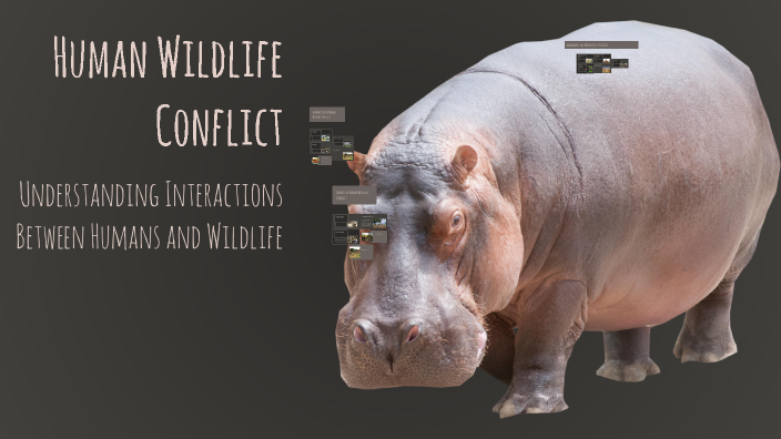 Human Wildlife Conflict by suman subba on Prezi
