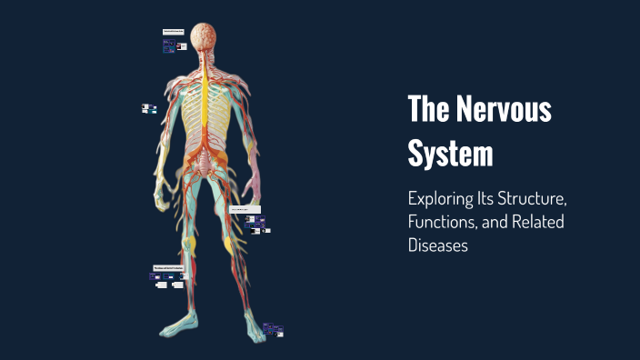 The Nervous System by elif sari on Prezi
