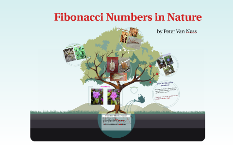 Fibonacci Numbers in Nature by Peter Van Ness