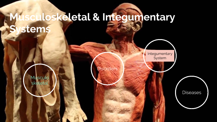 Musculoskeletal & Integumentary Systems by Romina Villamonte on Prezi