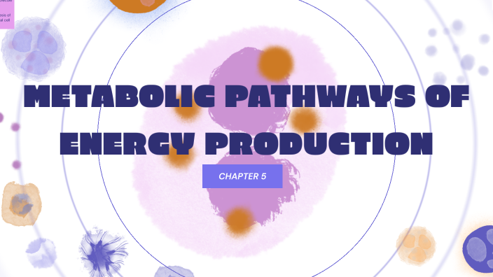 Metabolic Pathways of Energy Production by Gaby Freitas on Prezi