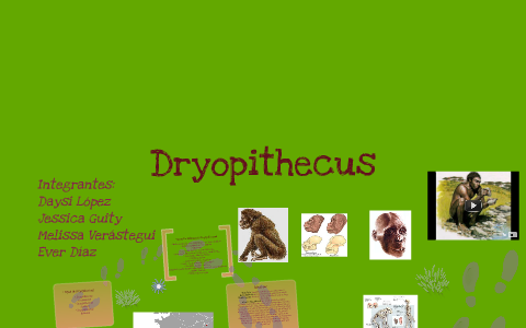 Dryopithecus by Melissa Verastegui on Prezi