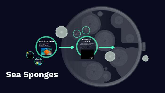 Sea Sponges by Robert Cooney on Prezi
