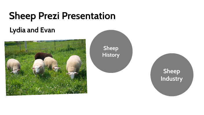 Sheep History by Lydia Besaw on Prezi