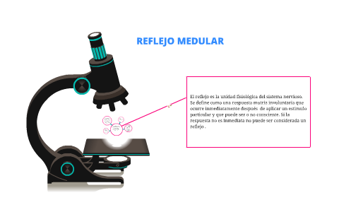 REFLEJO MEDULAR by Cynthia Reynoso Orona on Prezi
