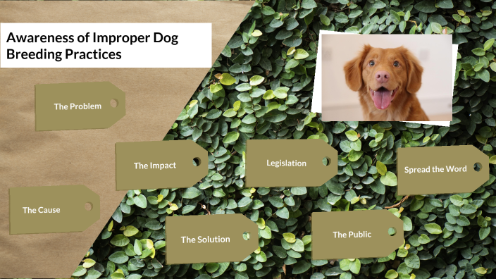 Awareness of Improper Dog Breeding Practices by Jessica Lafond on Prezi