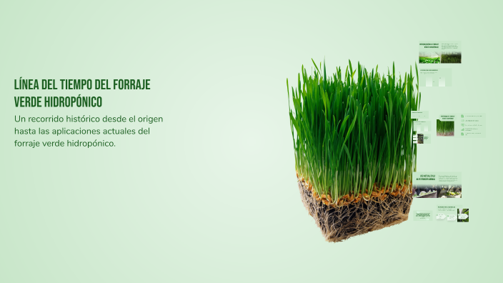 Línea del Tiempo del Forraje Verde Hidropónico by Yarahi León on Prezi