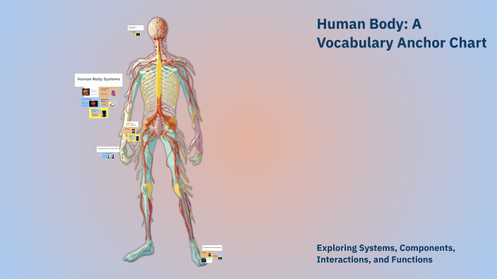 Understanding the Human Body: A Vocabulary Anchor Chart by Christian ...