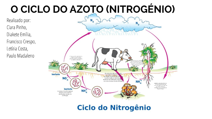 O Ciclo Do Azoto by Clara Pinho on Prezi