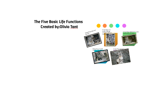 The Five Basic Life Functions by REBECCA BAGGETT on Prezi