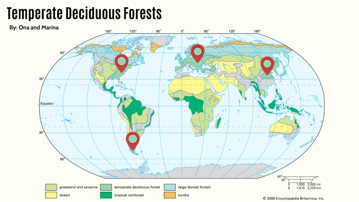 Temperate Deciduous Forest by Marina McKeating on Prezi