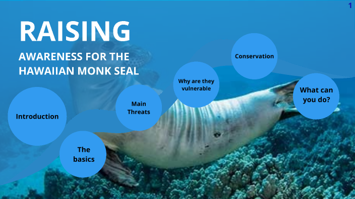 The Hawaiin monk seal by Antonia Eveleigh on Prezi