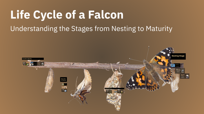 Life Cycle of a Falcon by Uzma Afsar on Prezi