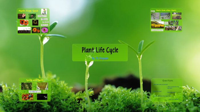 Plant Life Cycle - 4th Grade by William Begoyan on Prezi