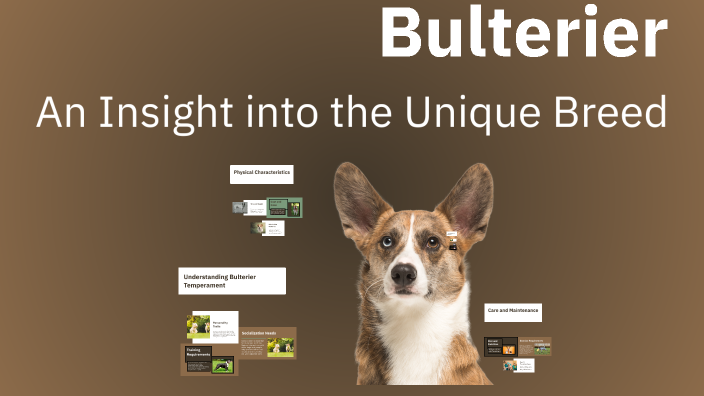 Bulterier: The Unique Dog Breed by Eva Urbaníková on Prezi